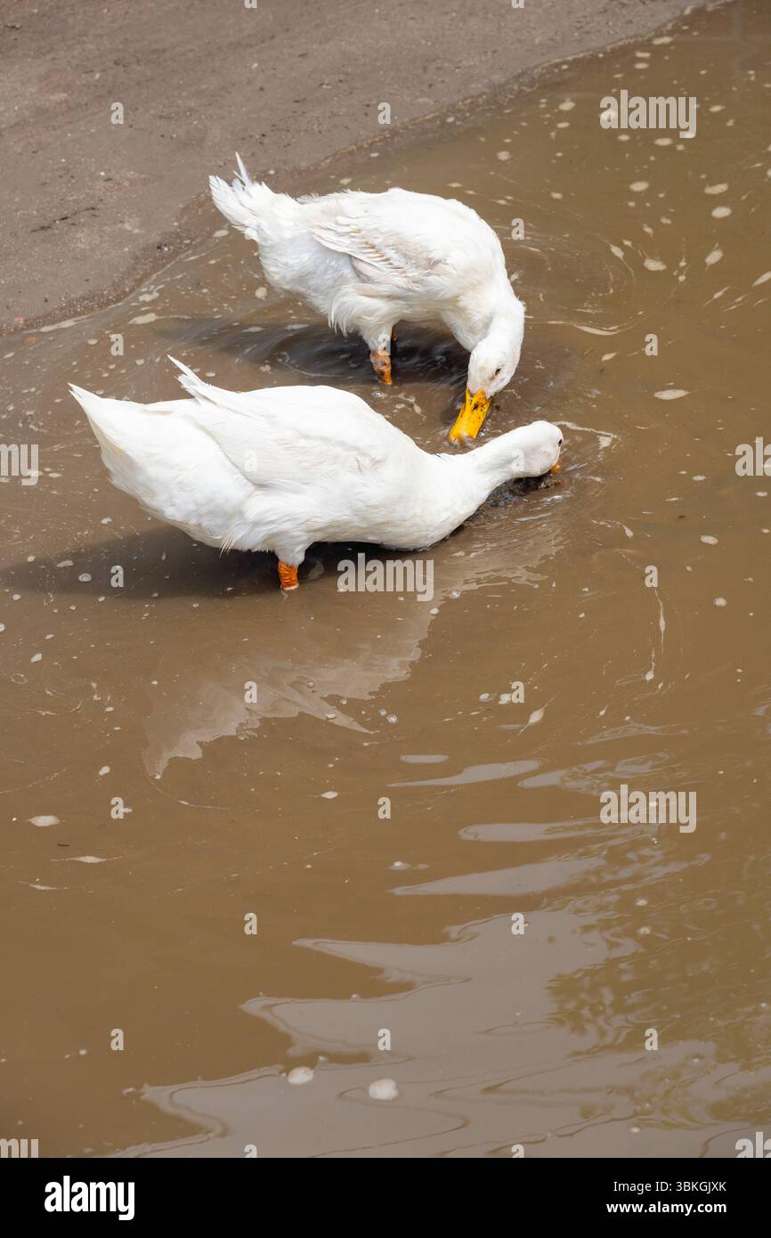 Two white ducks are in a muddy pond. One duck is eating while the other ...