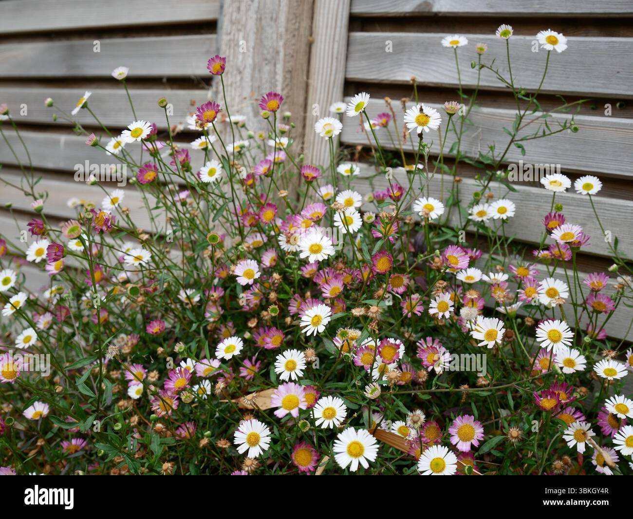 Mexican fleabane daisy perennial plant in English garden, UK Stock ...