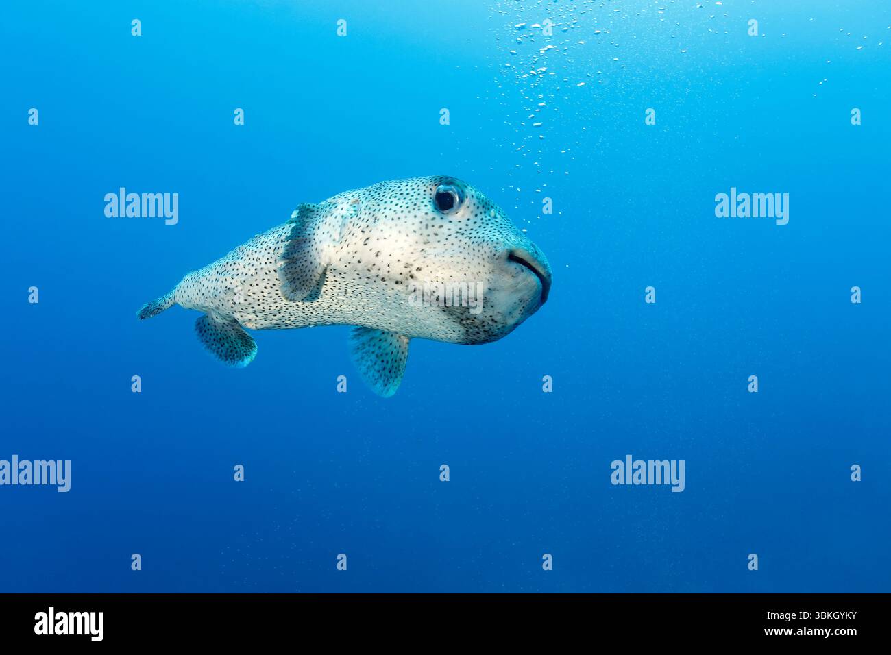 Spot-fin Porcupinefish (Diodon hystrix, aka Spotted Porcupinefish ...