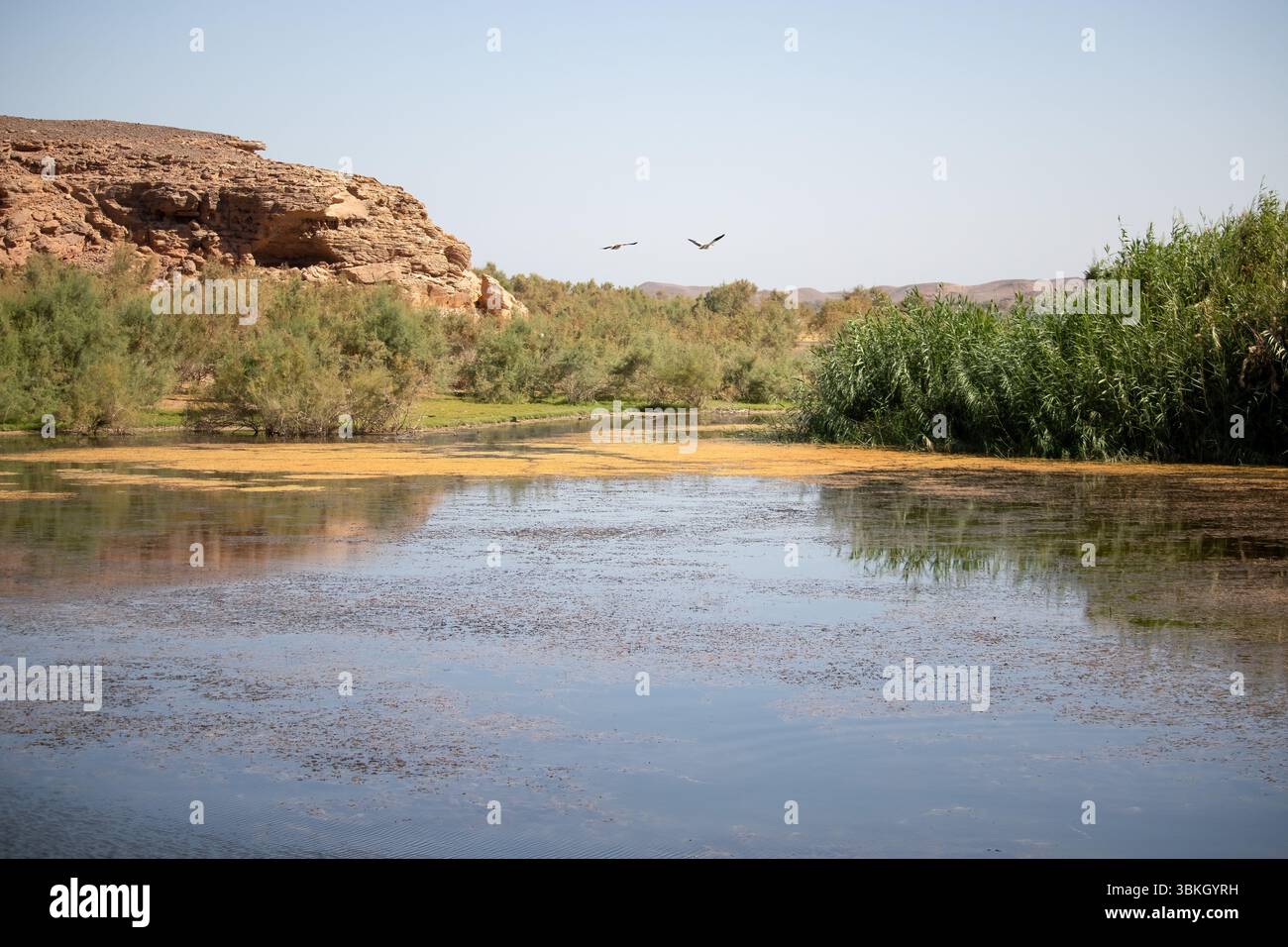 Waterbirds egypt hi-res stock photography and images - Alamy
