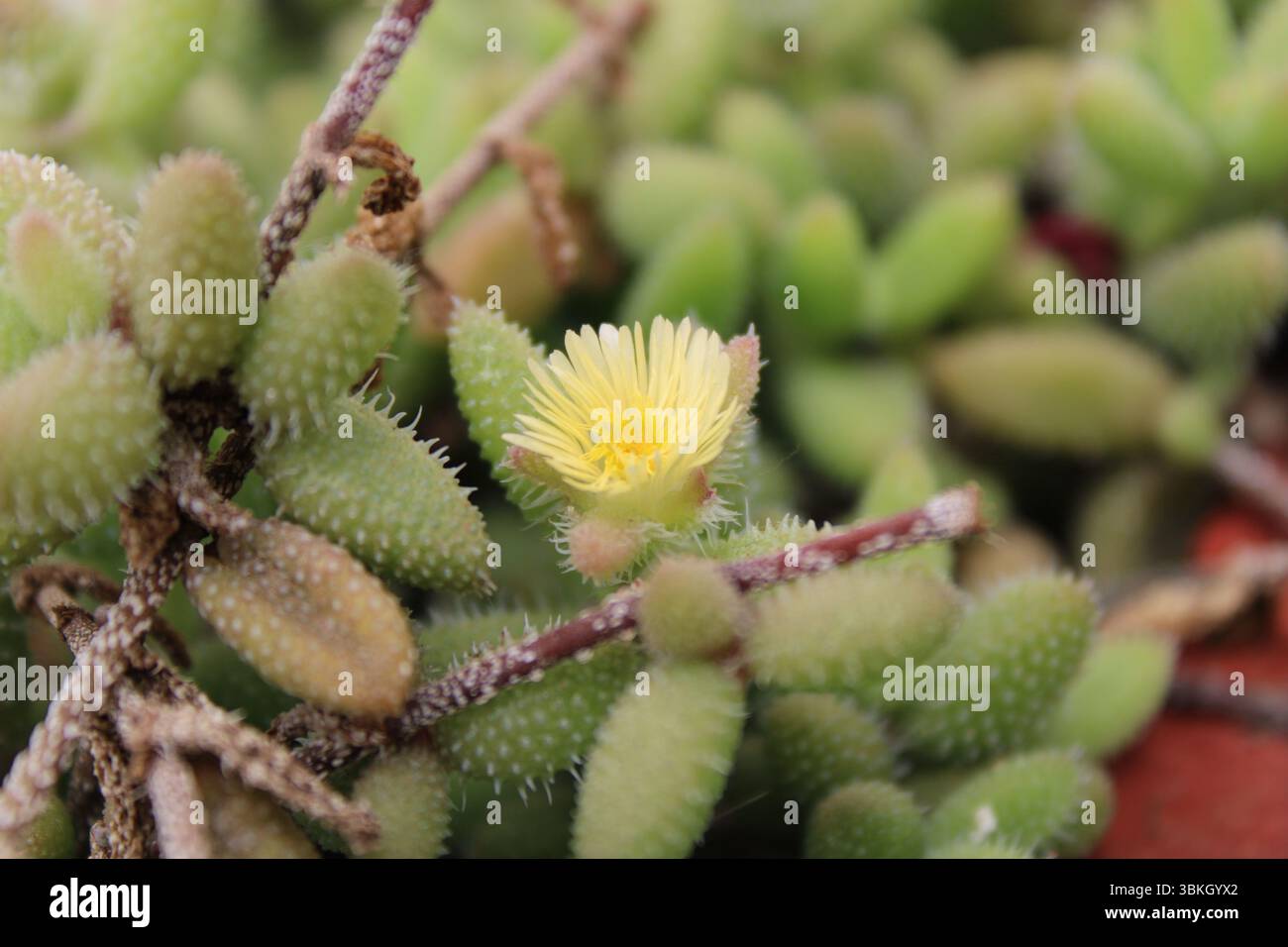 Pickle Plant, Pickle Cactus, Délosperme échiné, Cetriolo sottaceto ...