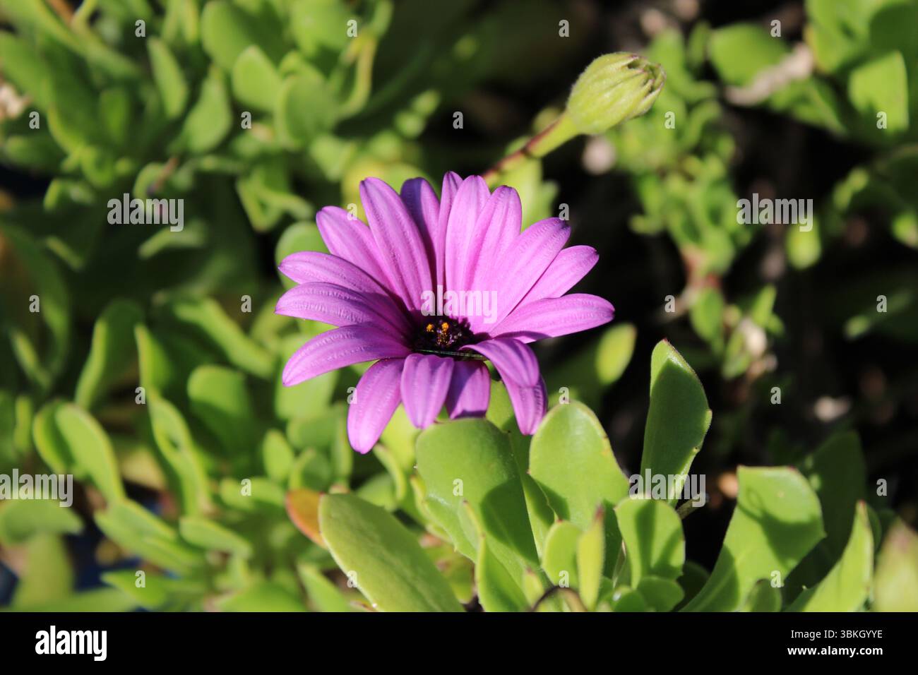 Shrubby daisybush, African trailing daisy, Dimorphothèque arbustive ...