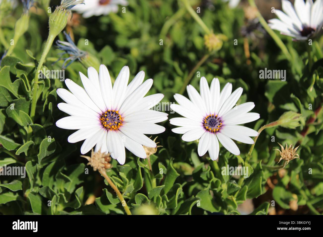 Shrubby daisybush, African trailing daisy, Dimorphothèque arbustive ...