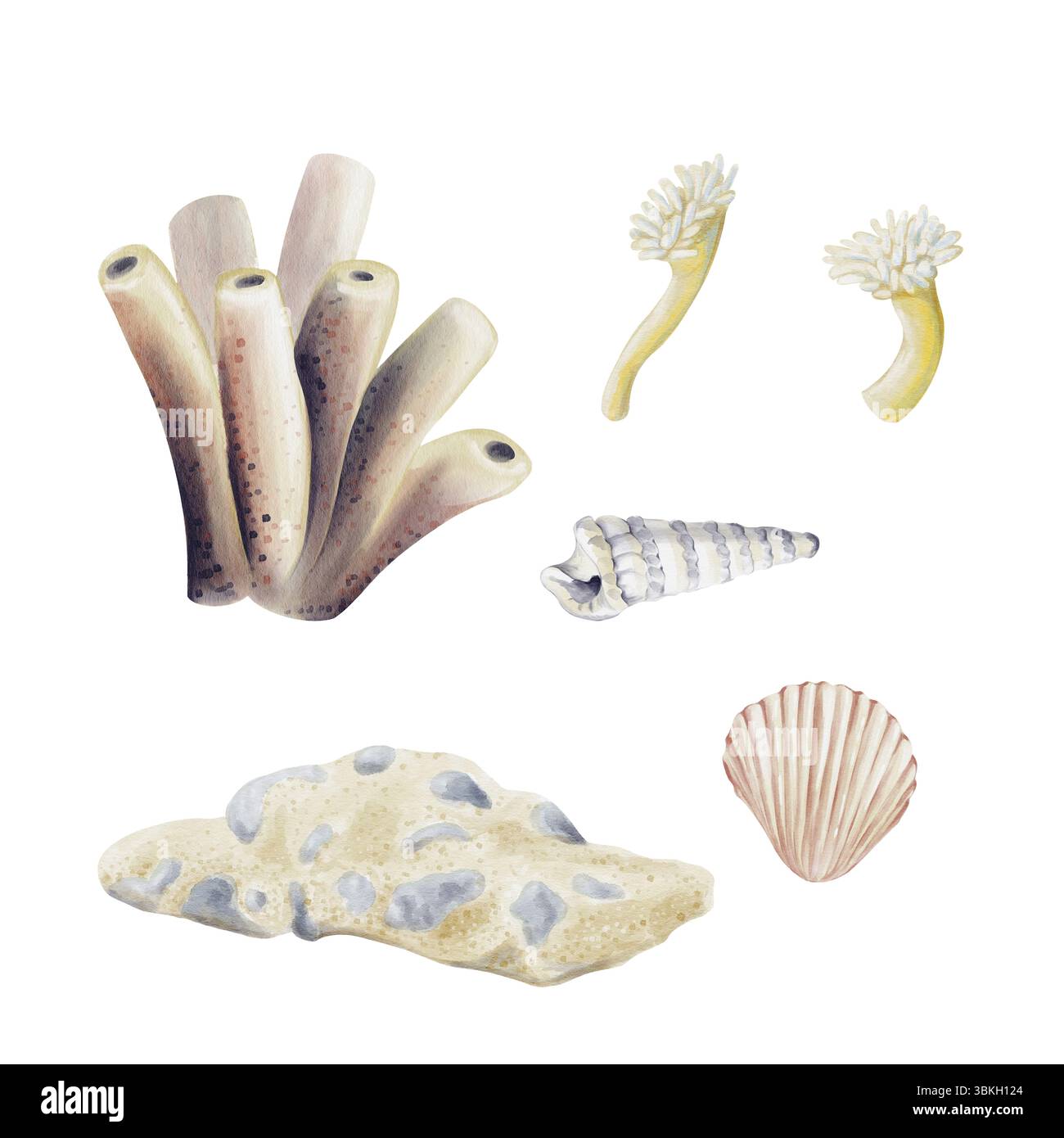 Set of elements from the seabed. Sea sponge, sand with stones, round ...