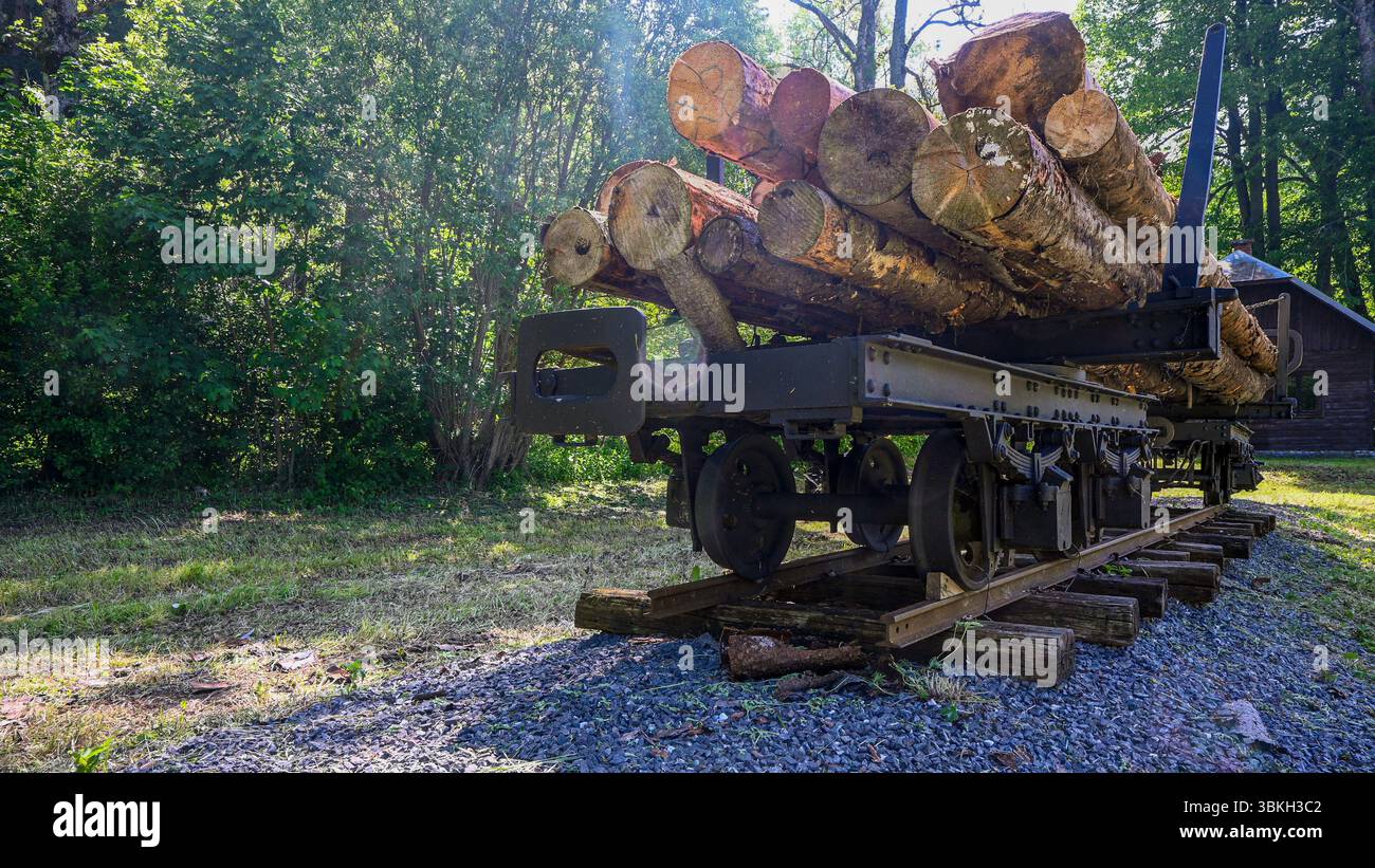 Old logging train carrying wood logs on a narrow gauge railway in a forest, transportation of ...