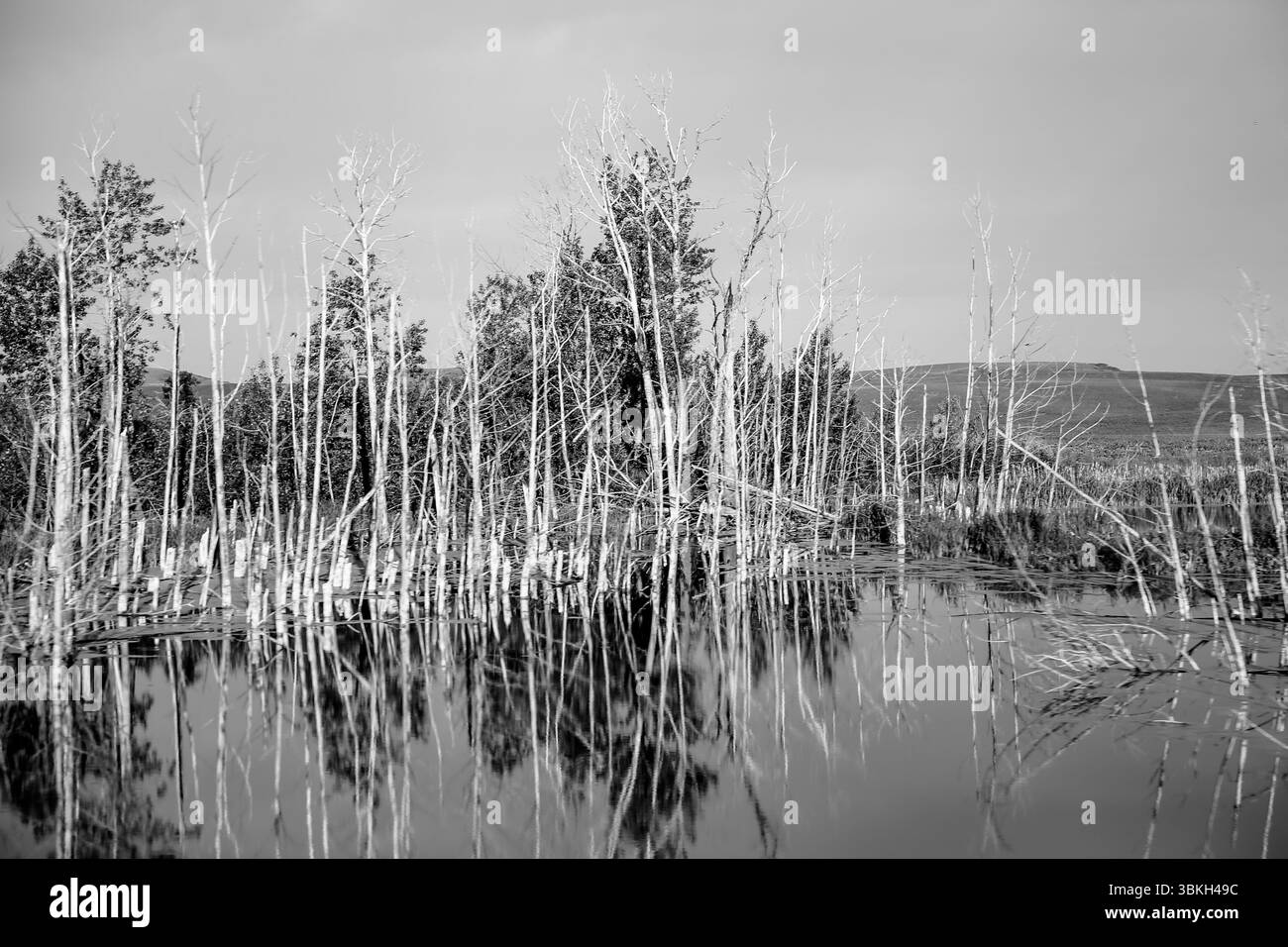 Ponds and marshes along the highways of Eastern Alberta Canada Stock ...