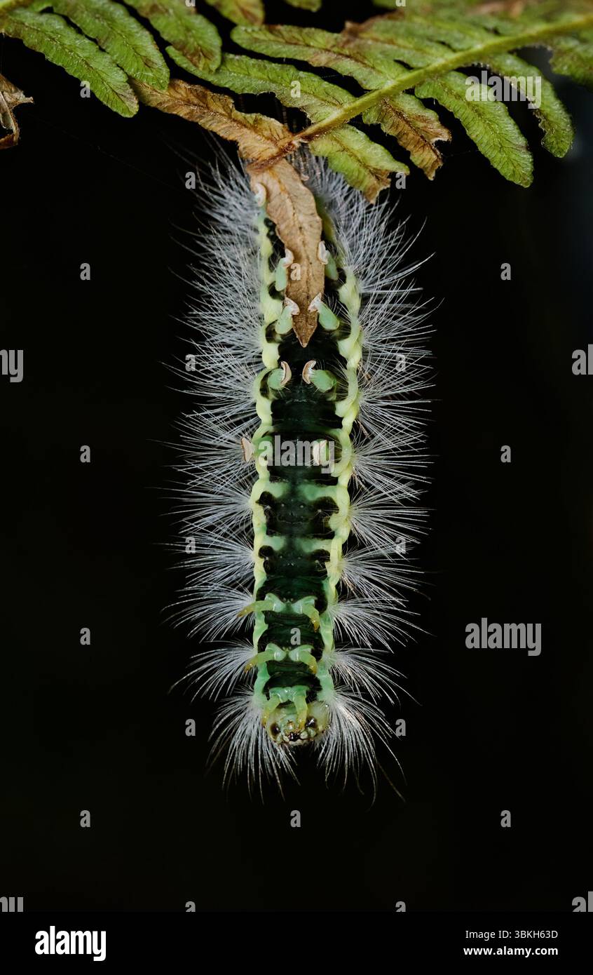 Hairy With White Hairs Pale Tussock Moth, Calliteara pudibunda, Larva ...