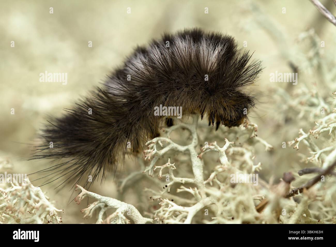 Side View Of A Hairy Larva, Caterpillar Of The Dark Tussock Moth ...
