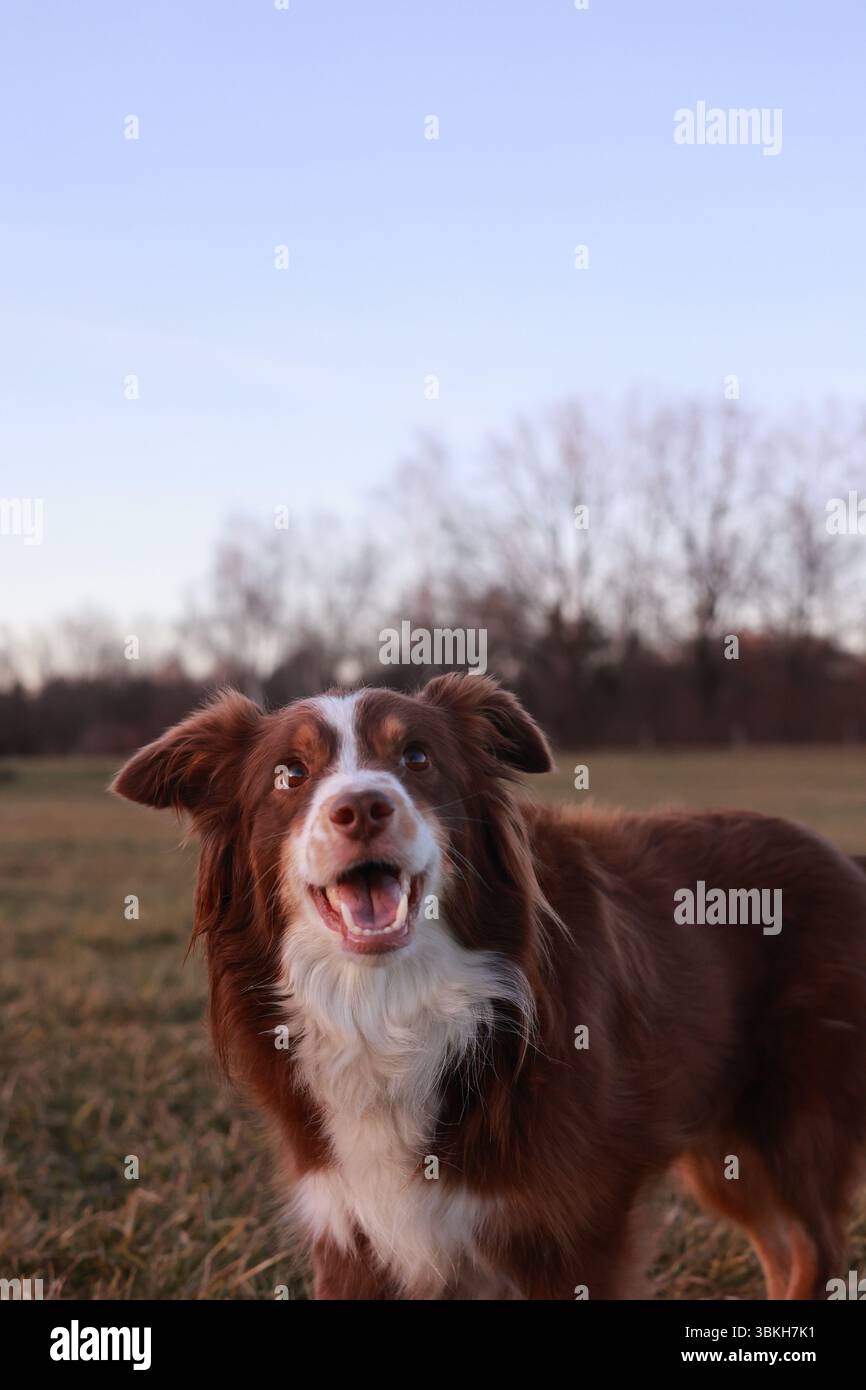 Miniature Australian Shepherd dog in red-tri color is standing in a ...
