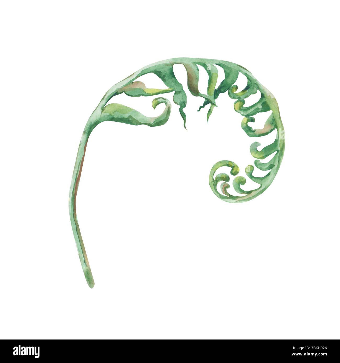 A young spiral fern leaf is hand-drawn on a white background ...