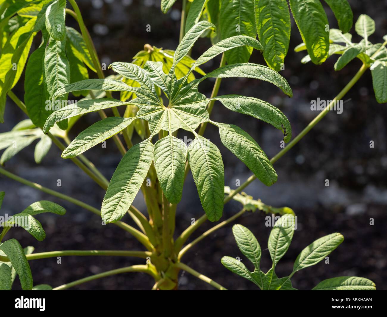 Exotic divided foliage of the half hardy, semi evergreen shrub ...