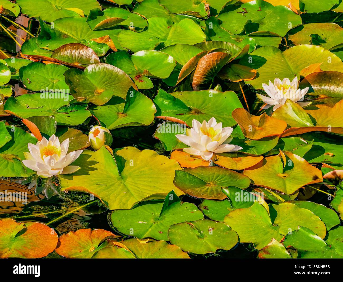 View surface pond filled aquatic hi-res stock photography and images - Alamy