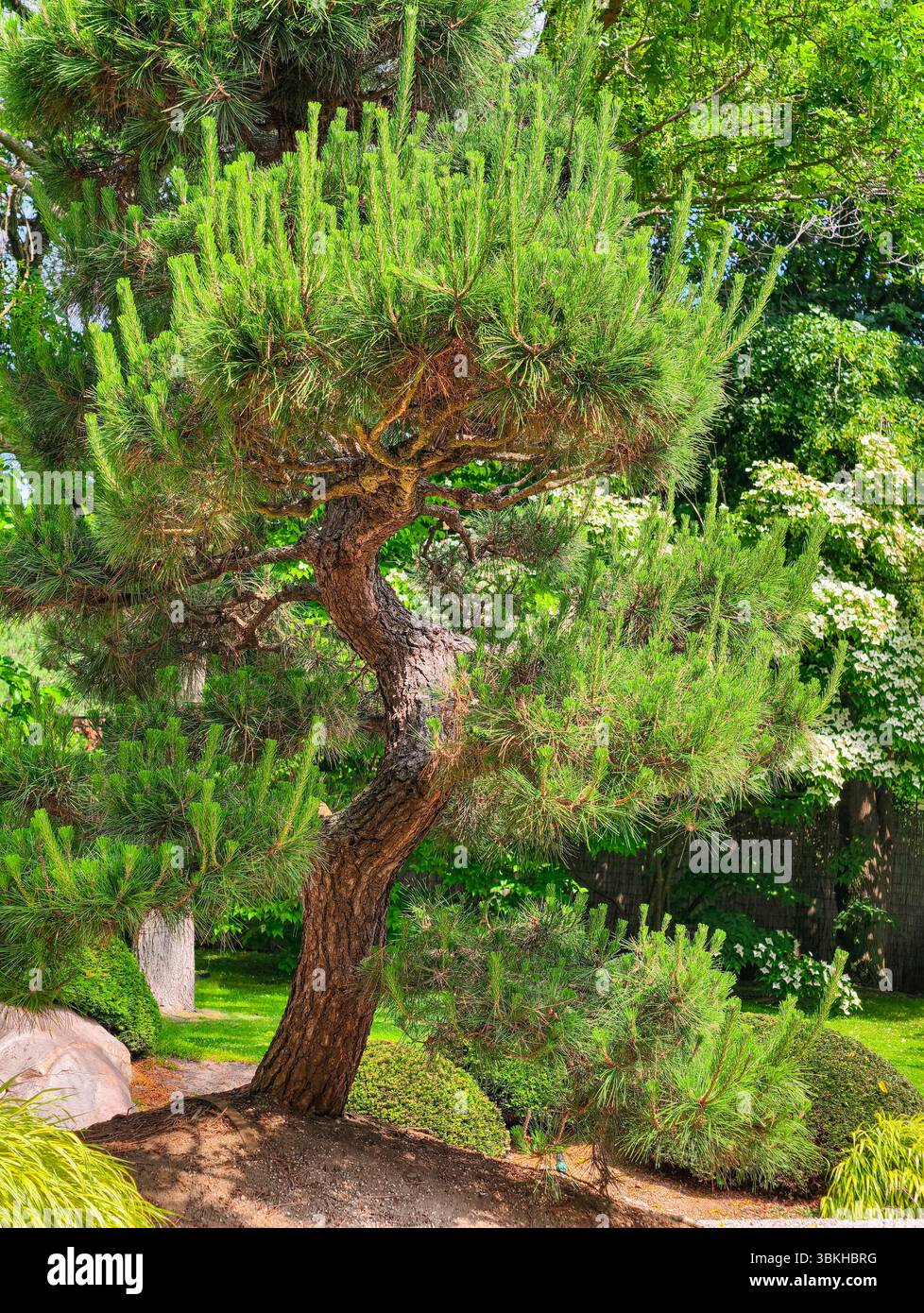 Elegant Japanese Pine Tree in a Serene Garden Setting, Showcasing ...