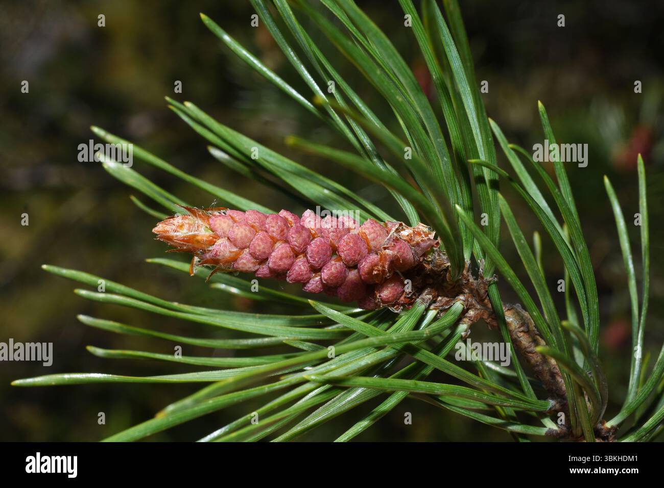 Cone flower closeup hi-res stock photography and images - Alamy