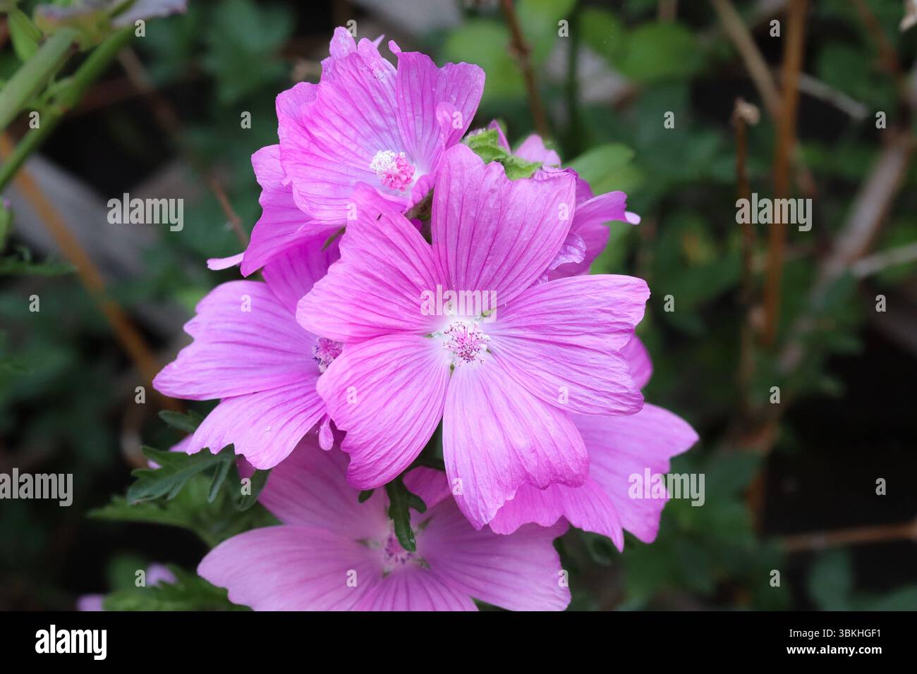 Pink mallow flowers in summer hi-res stock photography and images - Alamy
