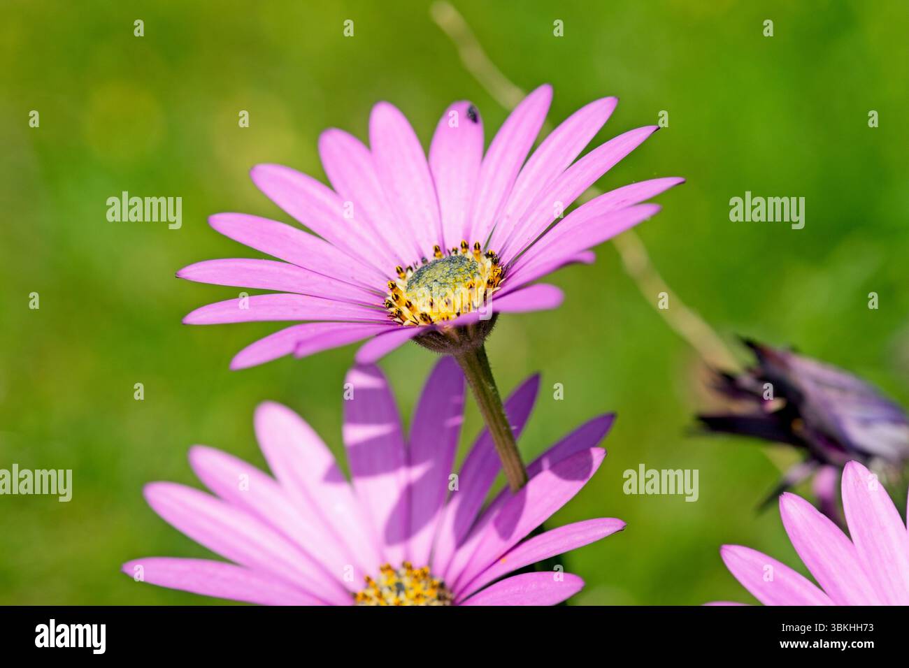Dimorphotheca jucunda, African Daisy Stock Photo - Alamy