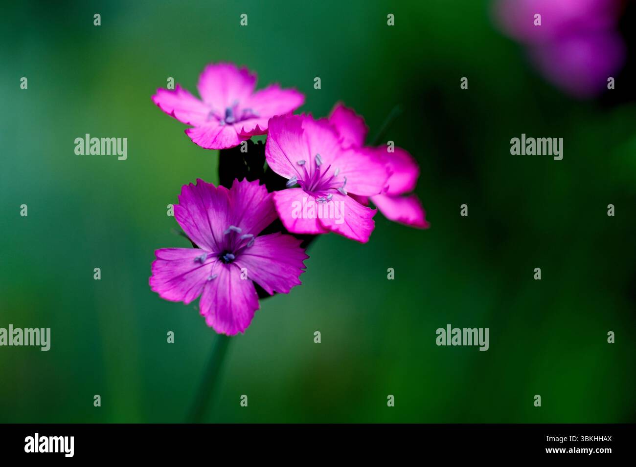 Dianthus carthusianorum (german pink) hi-res stock photography and ...