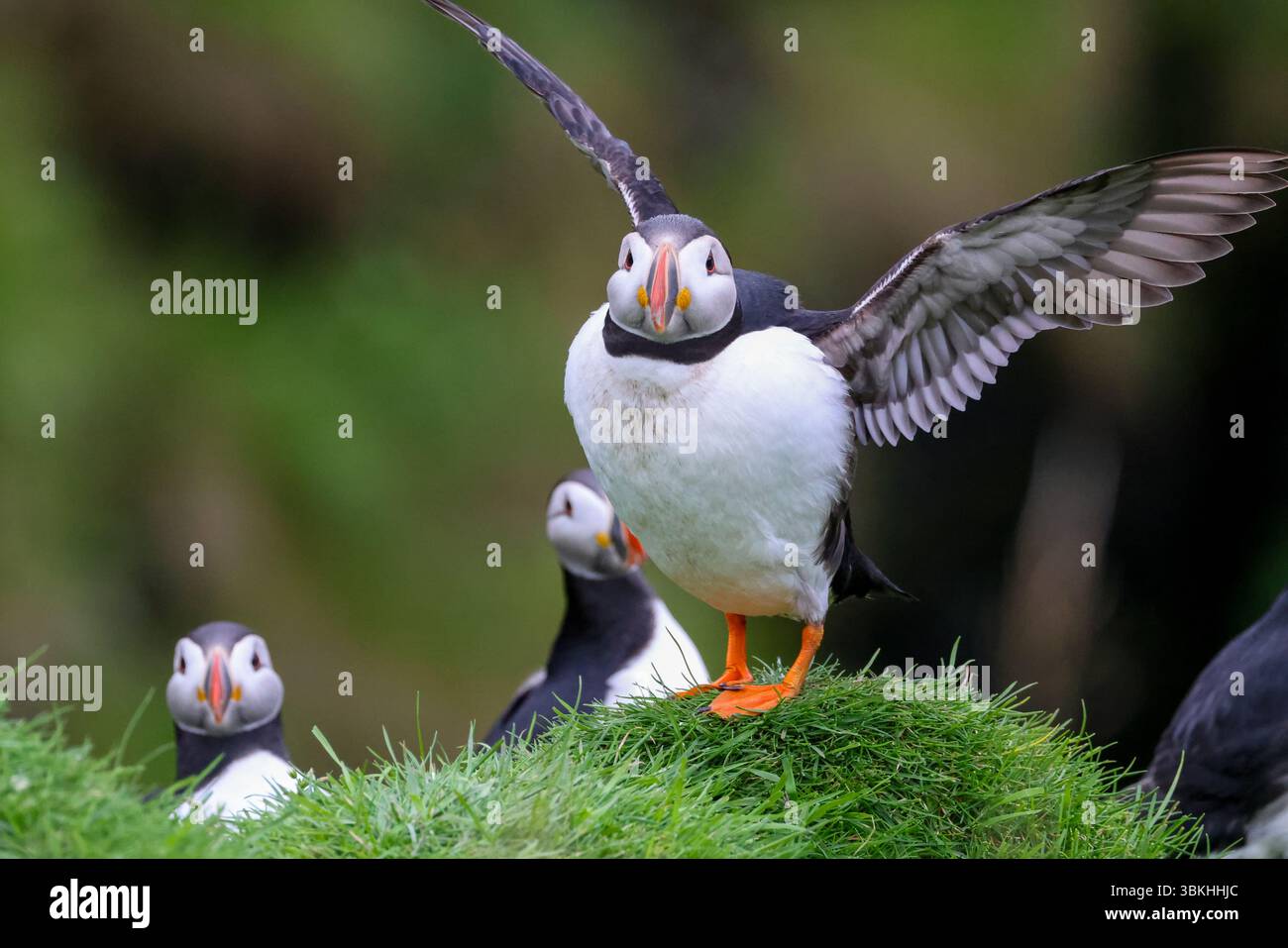 The Atlantic puffin is the only puffin native to the Atlantic Ocean ...