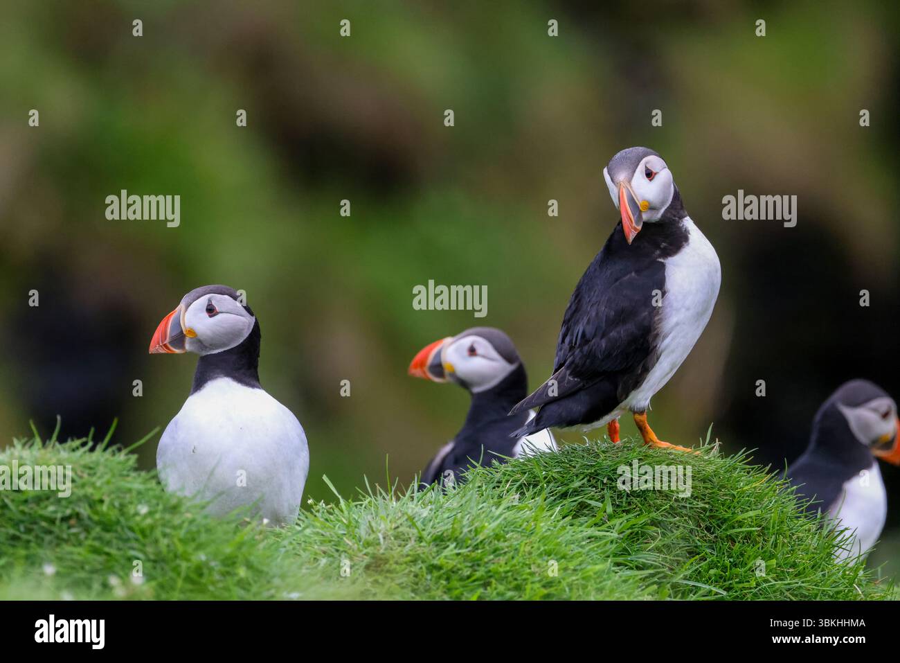 The Atlantic puffin is the only puffin native to the Atlantic Ocean ...