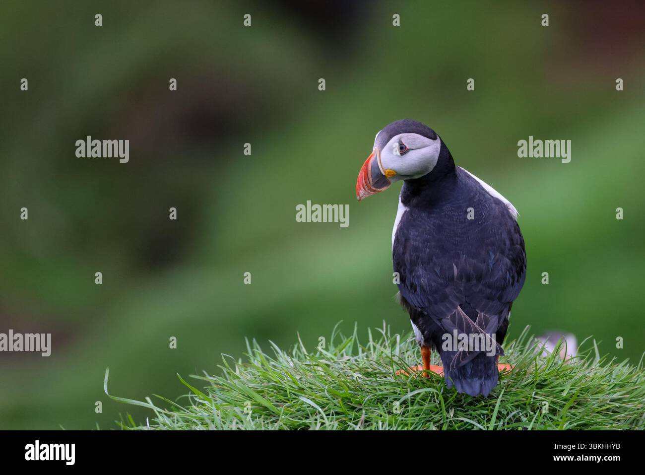 The Atlantic puffin is the only puffin native to the Atlantic Ocean ...