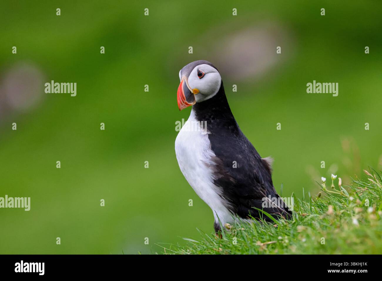 The Atlantic puffin is the only puffin native to the Atlantic Ocean ...