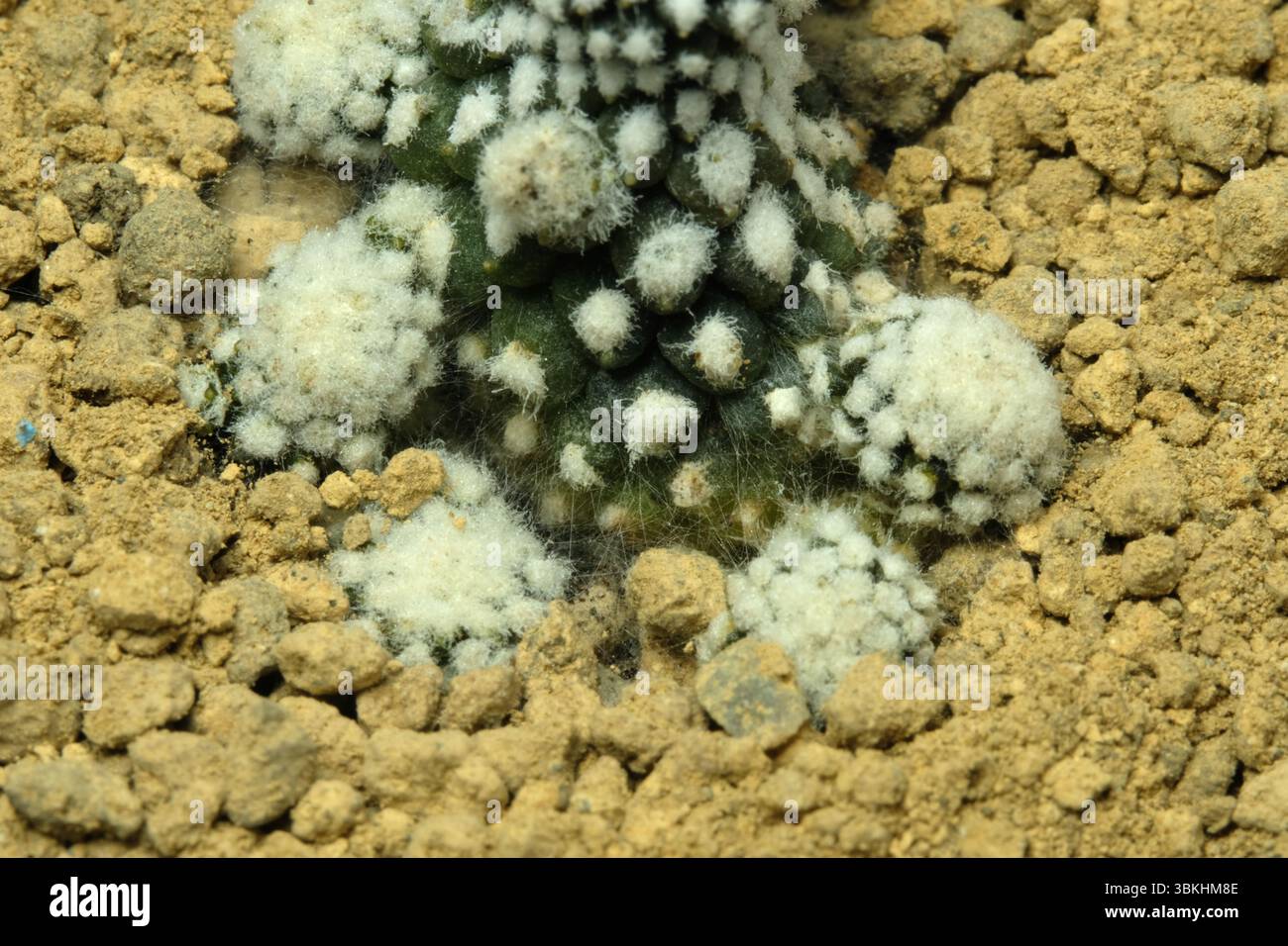 Close up Capiapoa tanuissima fungal infection at rocky ground desert ...
