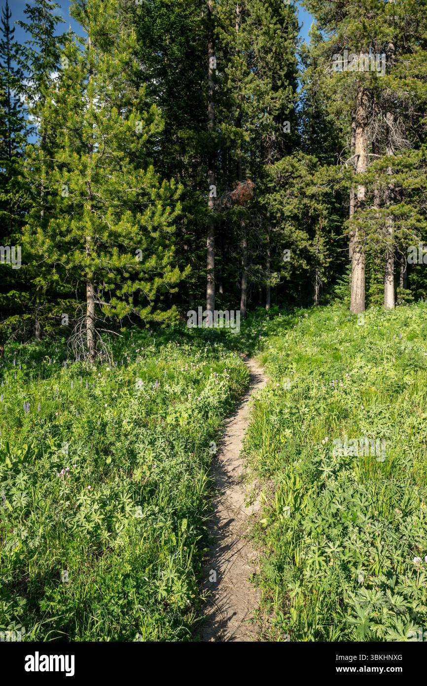 Narrow park path winds hi-res stock photography and images - Alamy