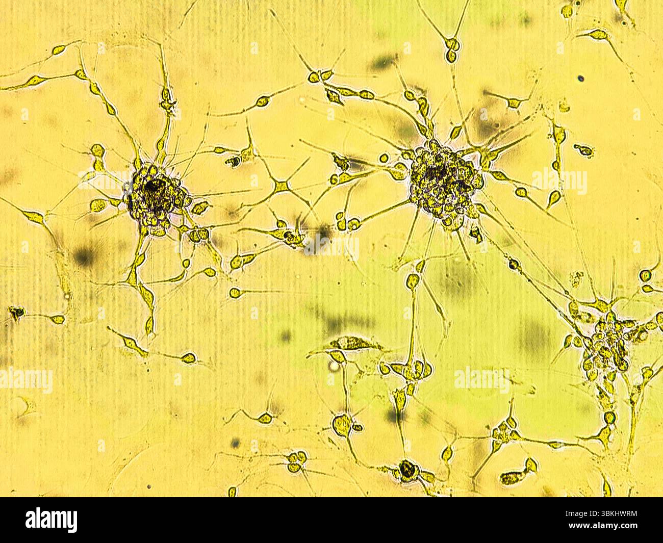 Structures of brain hi-res stock photography and images - Alamy