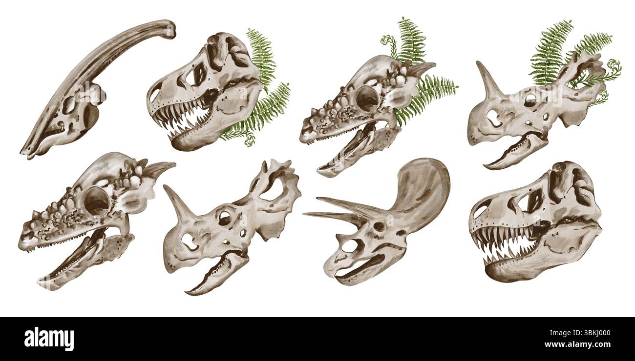 Set of dinosaur skulls. Jurassic era reptile skeletons. Prehistoric ...