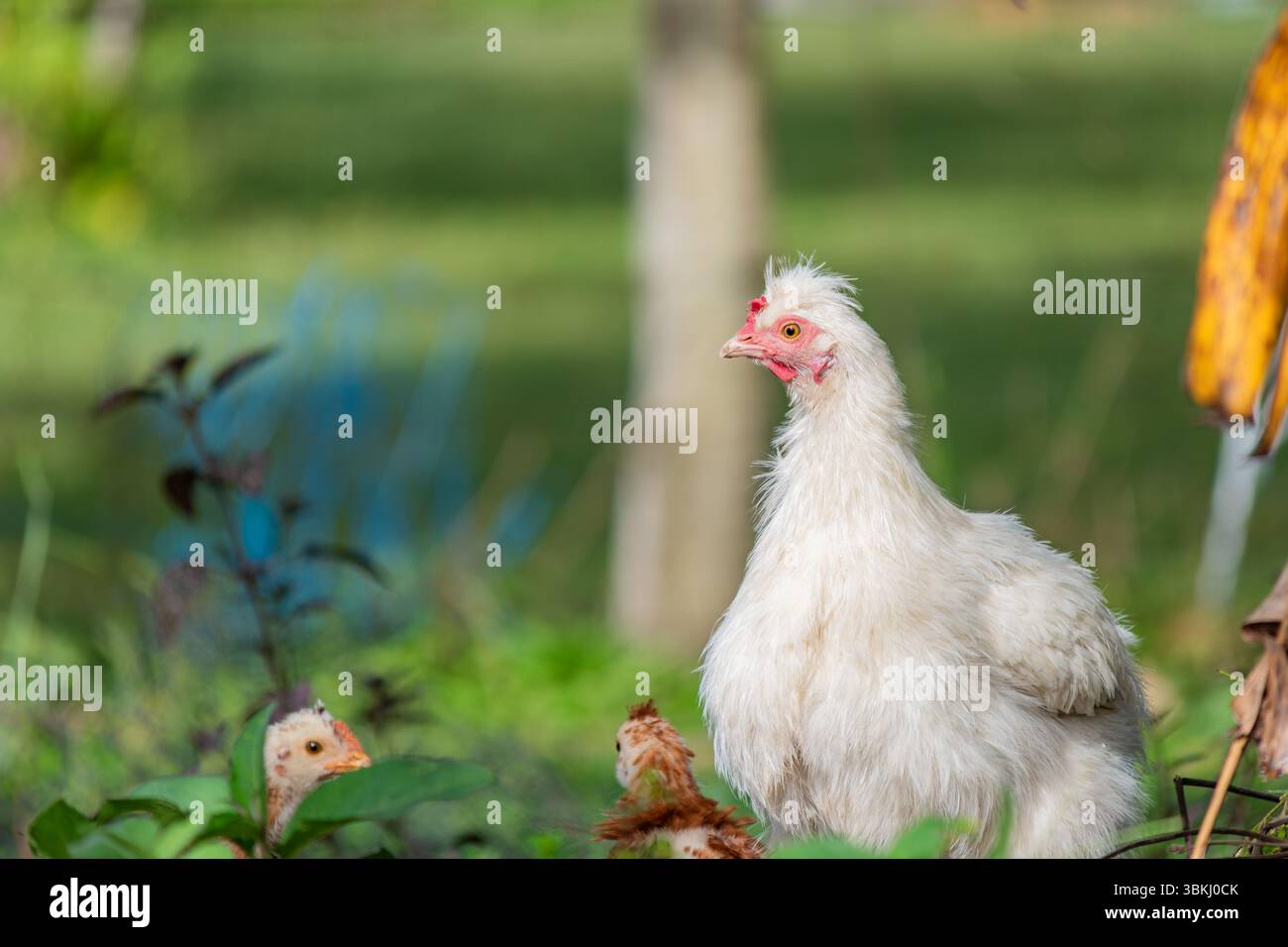Profile close-up of a white Silkie hen standing in a garden with green ...