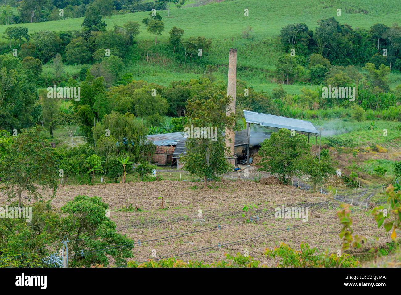 Rustic panela factory, or trapiche, nestled among sugarcane plantations ...