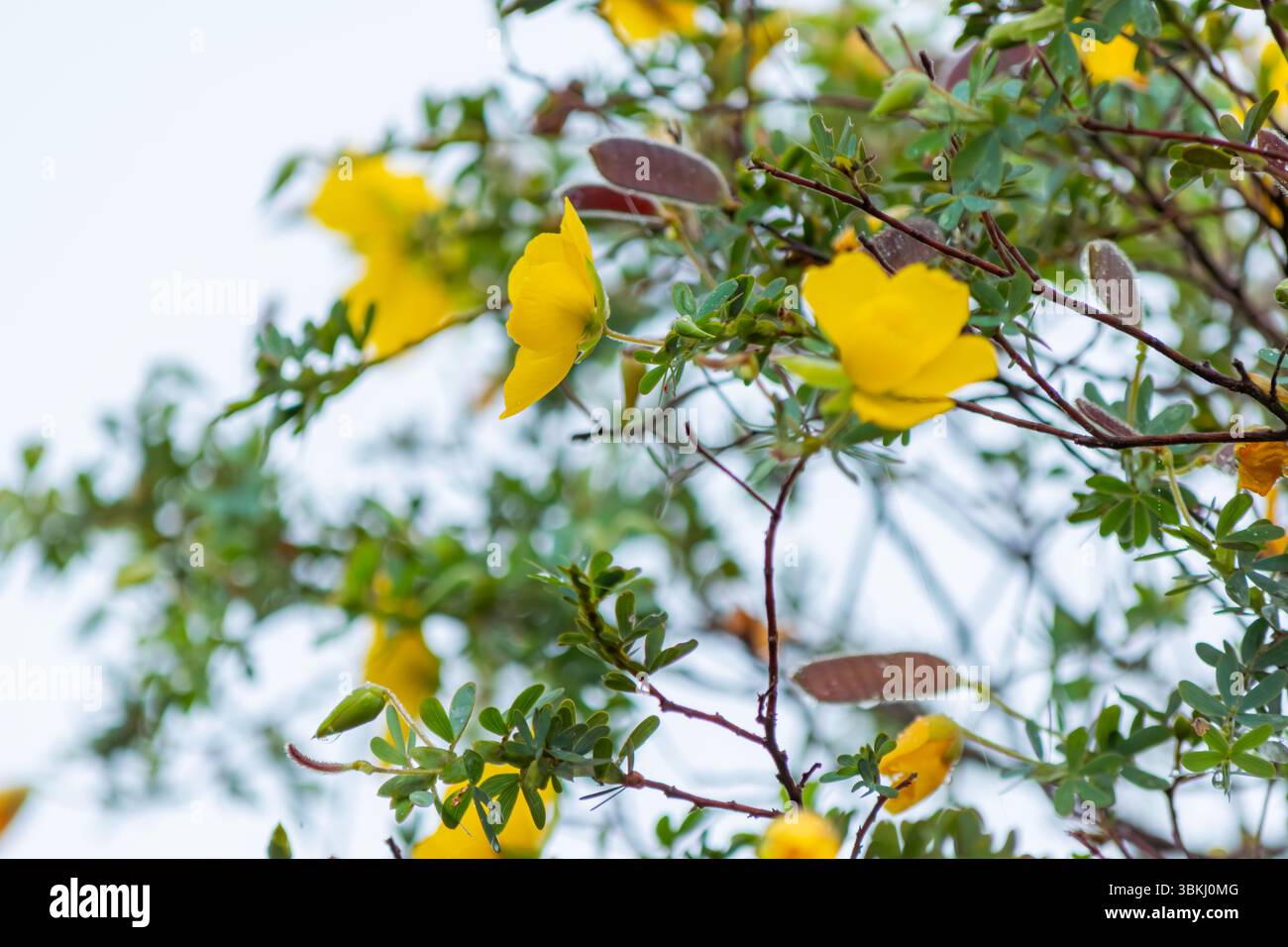 Arbusto senna hi-res stock photography and images - Alamy