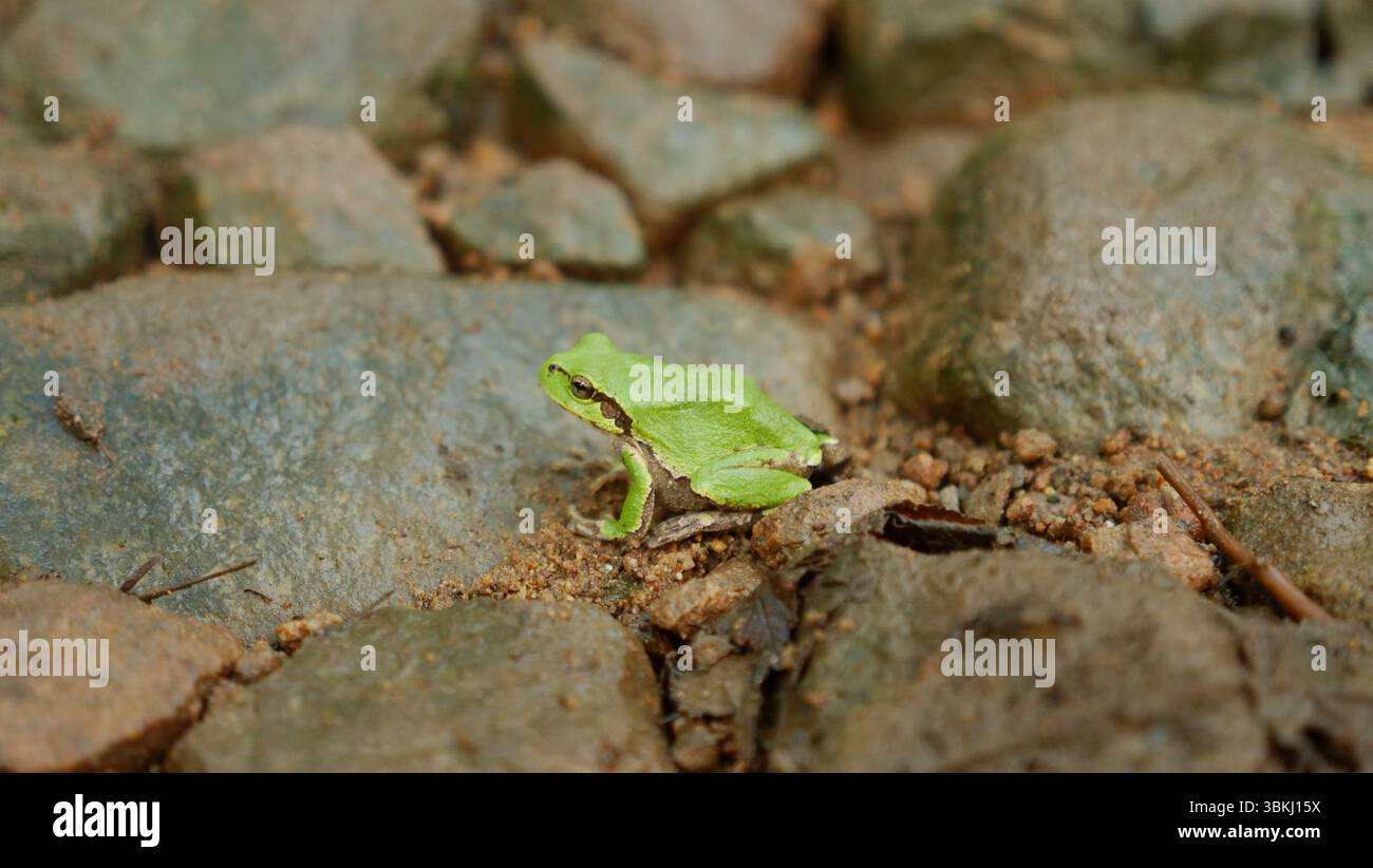 A wild green tree frog in the forest, northeast China Stock Photo - Alamy