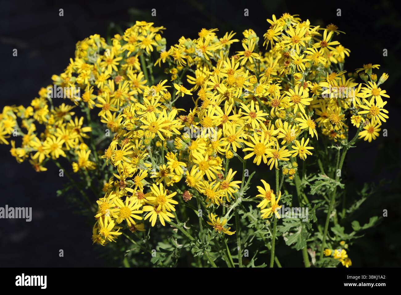 Giftpflanzen in Deutschland Das Jakobs-Kreuzkraut, auch als Jakobs ...