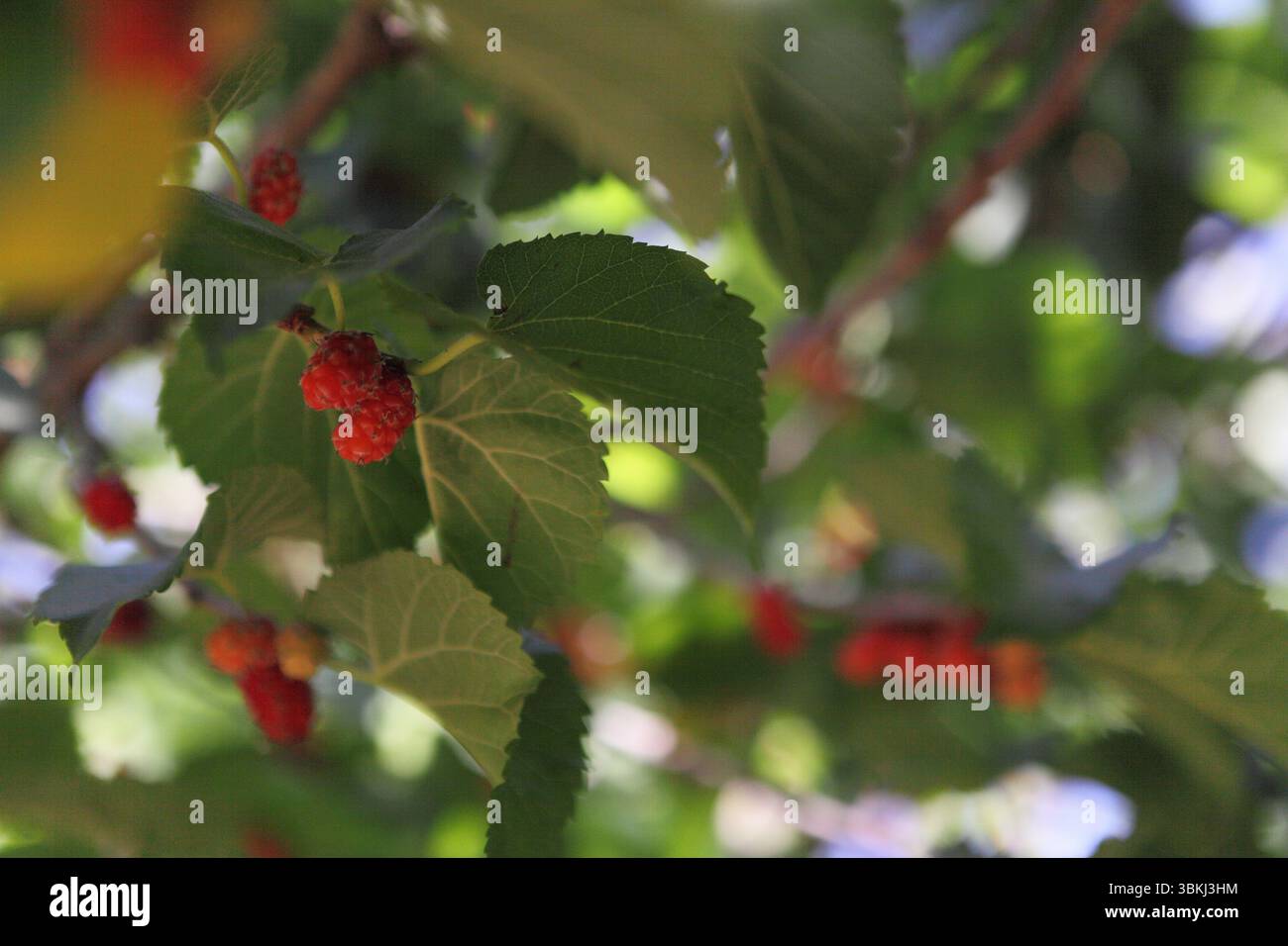 Fruit hanging from a branches of a Morus, a flowering tree in the ...