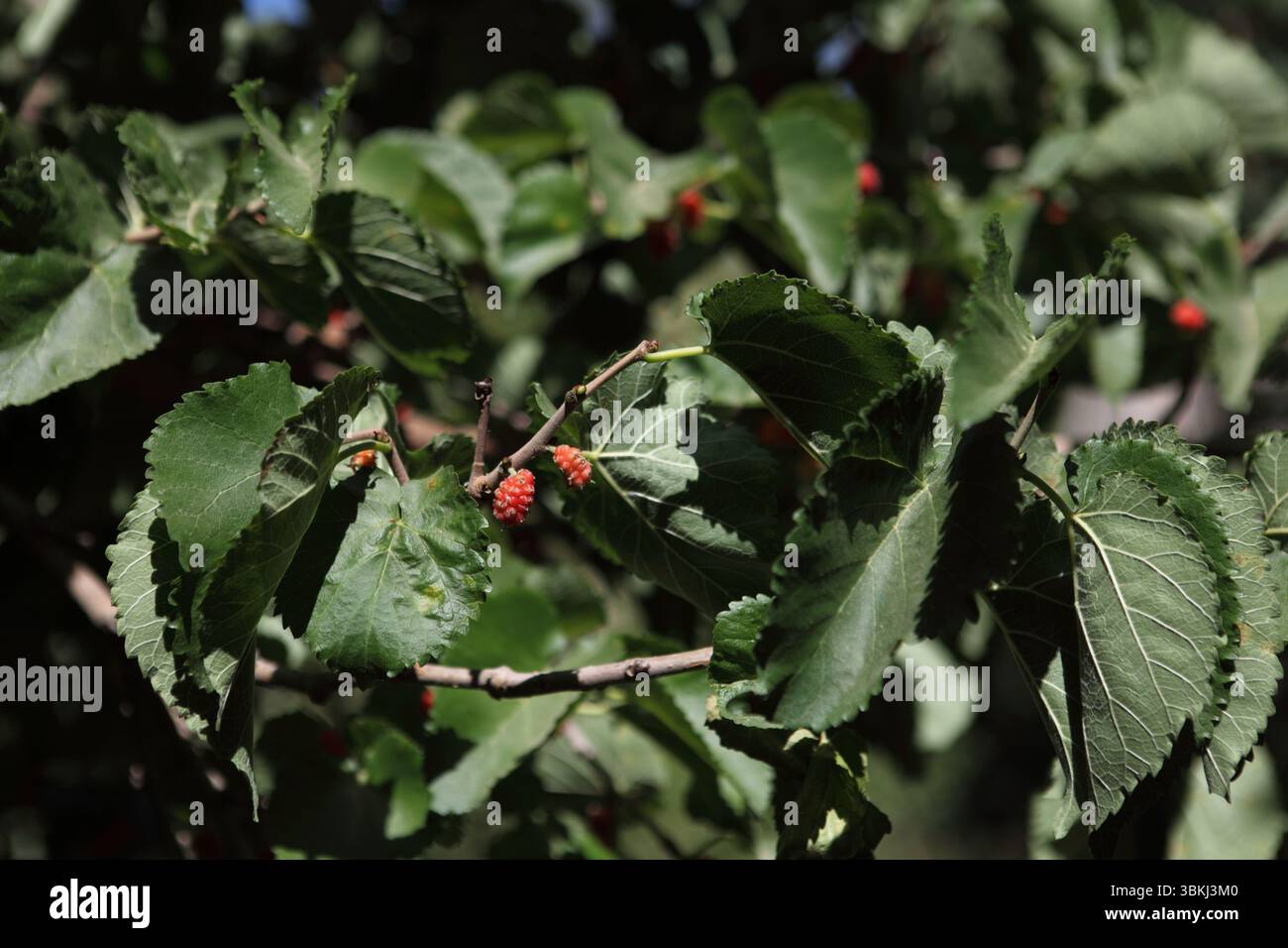 Fruit hanging from a branches of a Morus, a flowering tree in the ...