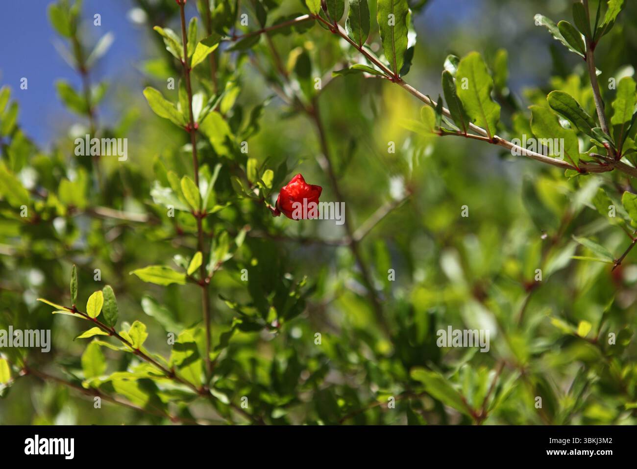 Flower on a branch of a Pomegranate or Punica Granatum Tree, a fruit ...