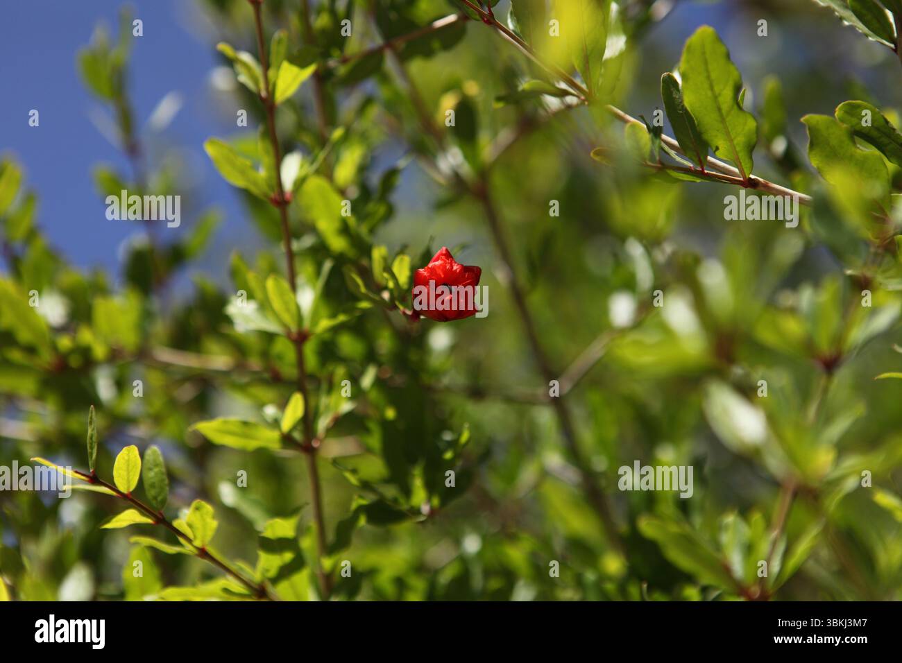 Flower on a branch of a Pomegranate or Punica Granatum Tree, a fruit ...
