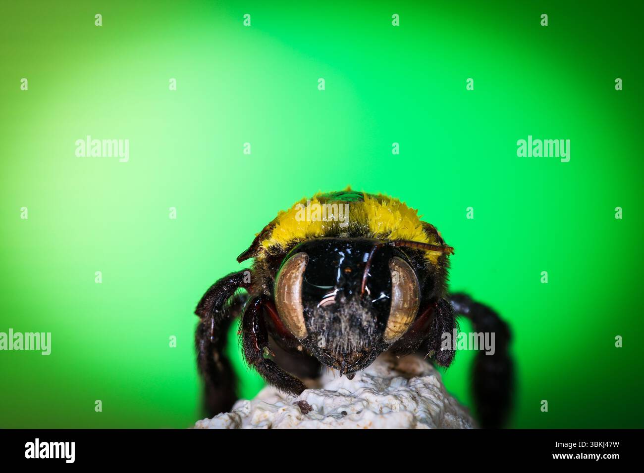 Cute bumblebee in macro photography Stock Photo - Alamy