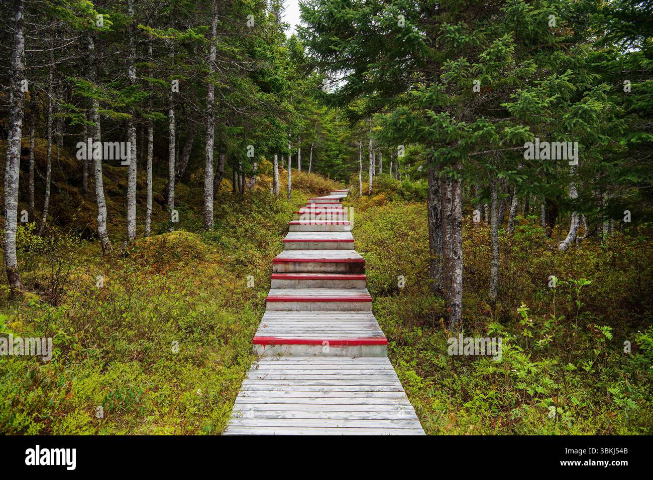 Potcove pond on New World Island is a small landlocked pond, surrounded ...