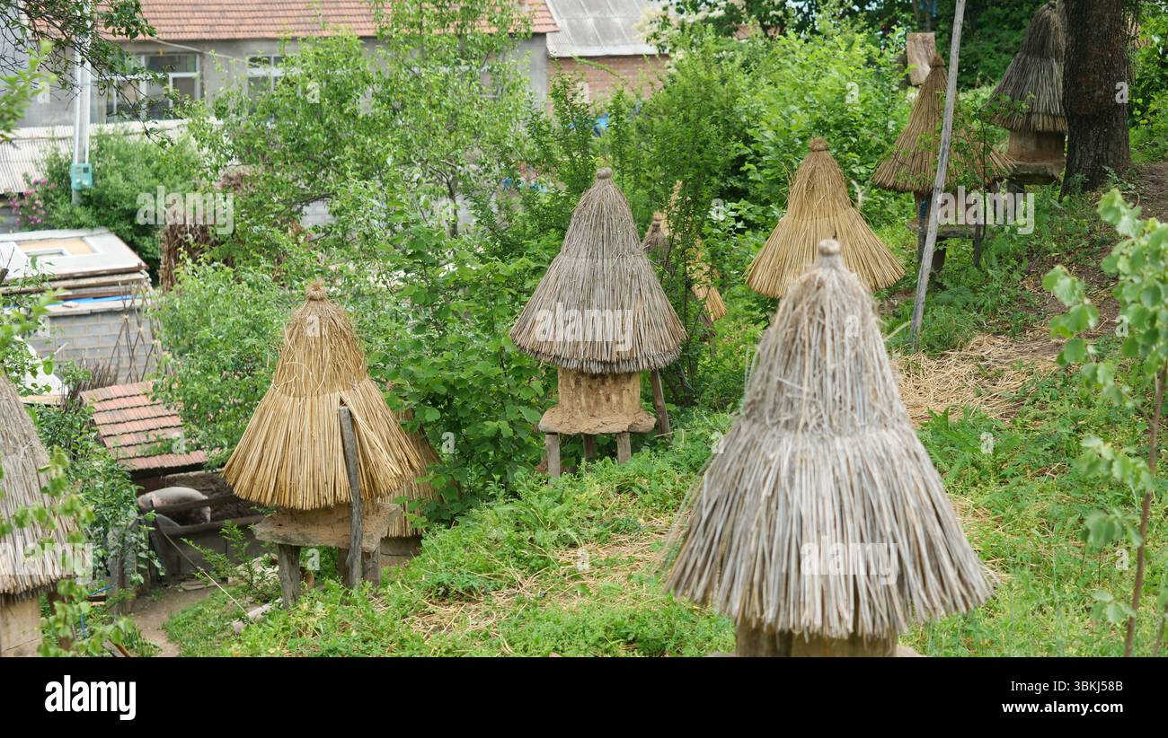 Traditional wooden beehives used for beekeeping in rural Northeast ...