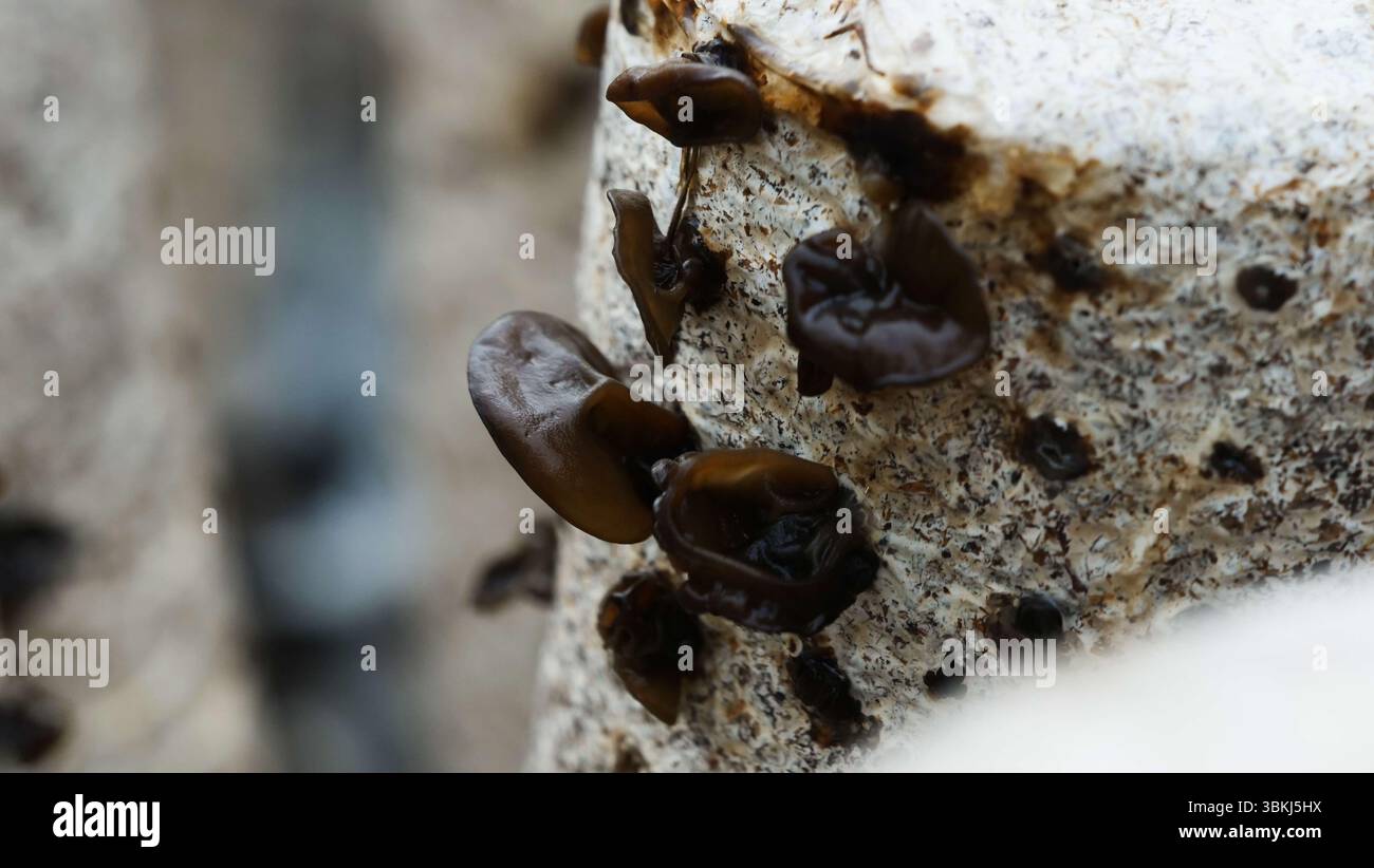 Black mushrooms resemble rat hi-res stock photography and images - Alamy