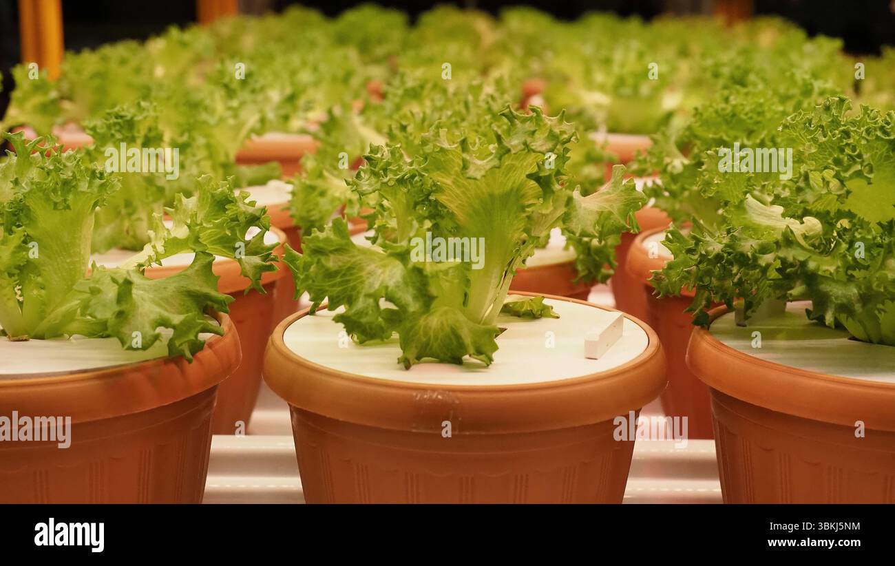 Smart vertical farm. Modern vertical farm with fresh lettuce and greens ...