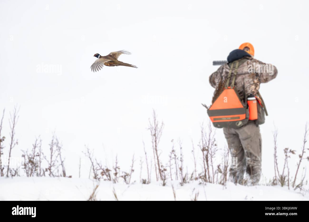 Pheasant Hunting in South Dakota in early winter Stock Photo - Alamy
