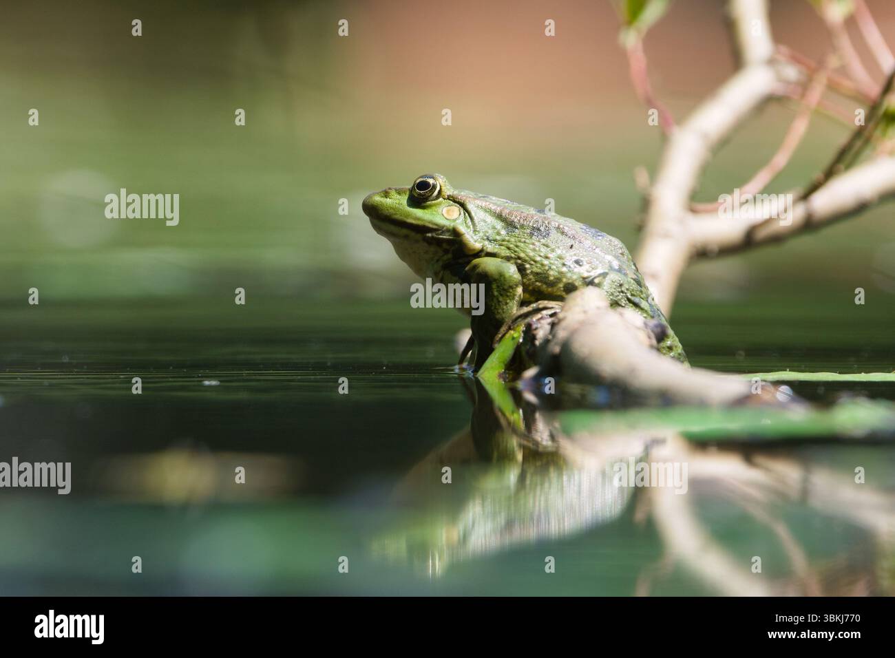 Pelophylax ridibundus aka European marsh frog in the pond Stock Photo ...