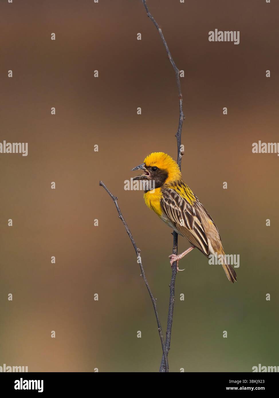 Baya Weaver is a weaverbird found across the Indian Subcontinent. Known for their hanging retort ...