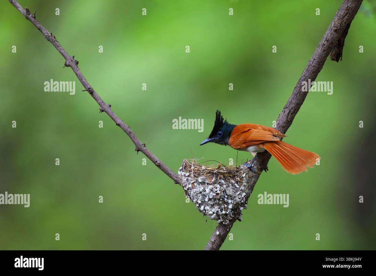 Short tailed flycatcher hi-res stock photography and images - Alamy