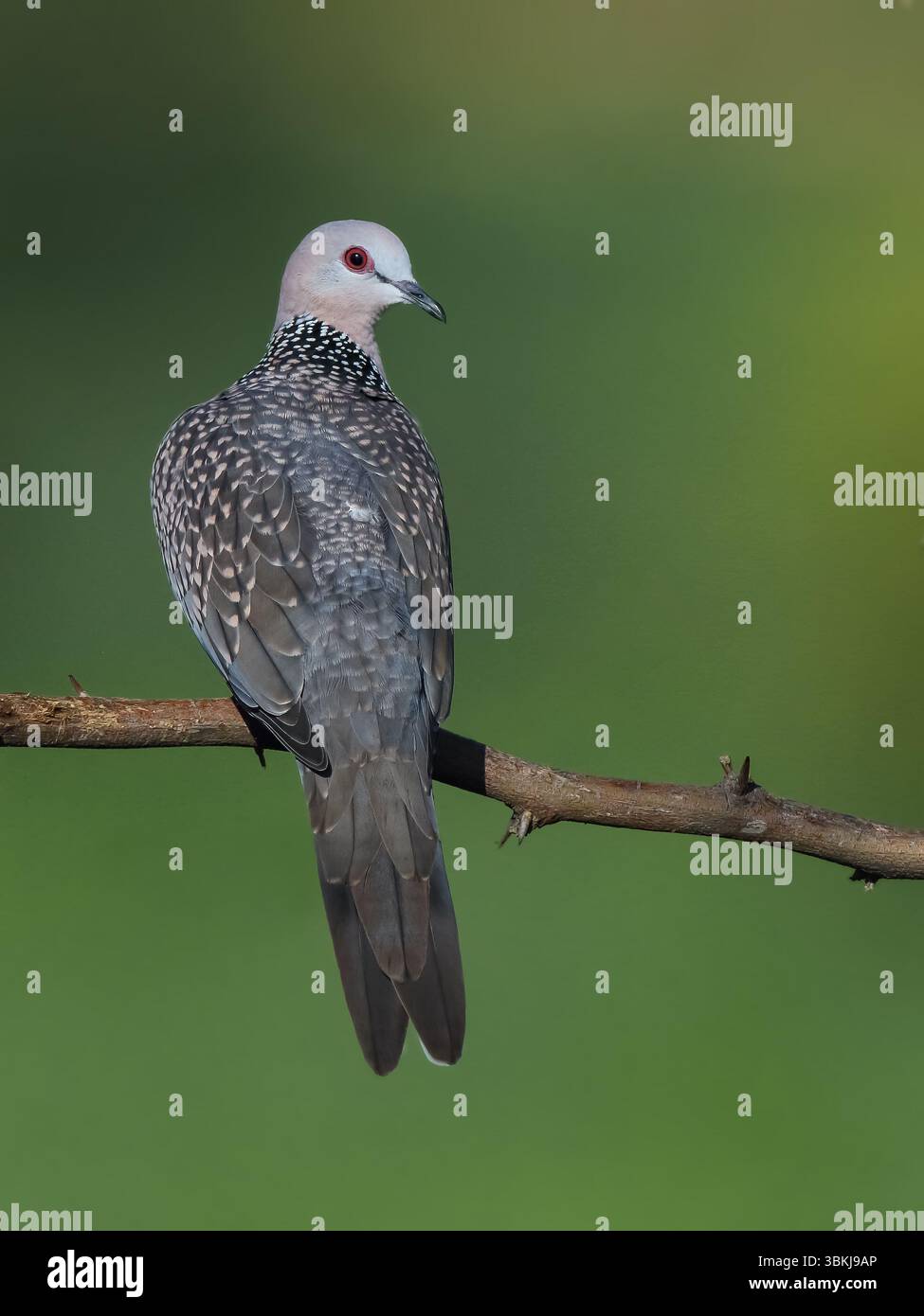 Beautiful grey dove bird hi-res stock photography and images - Alamy