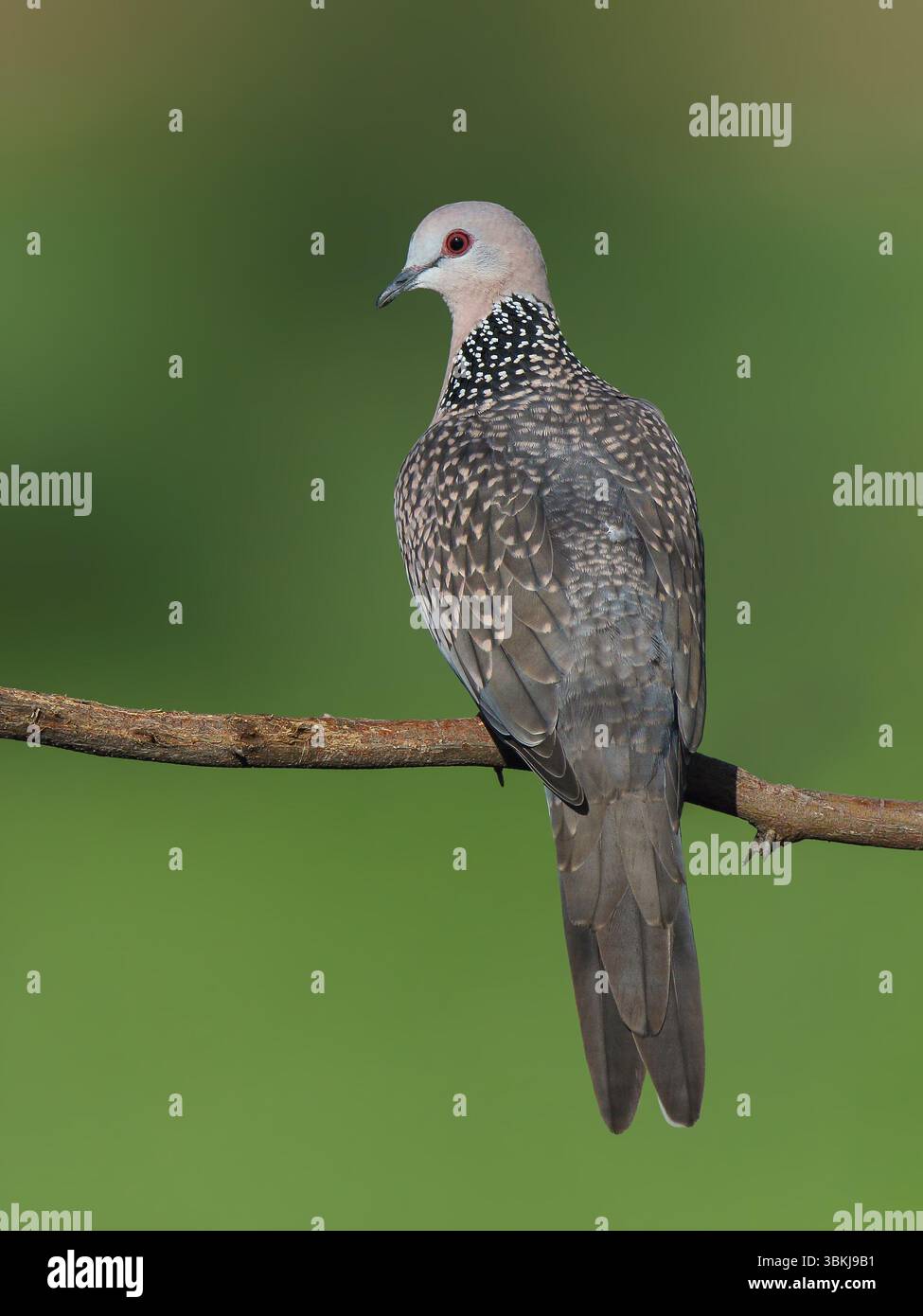 Spotted Dove or eastern spotted dove is a small and common resident ...