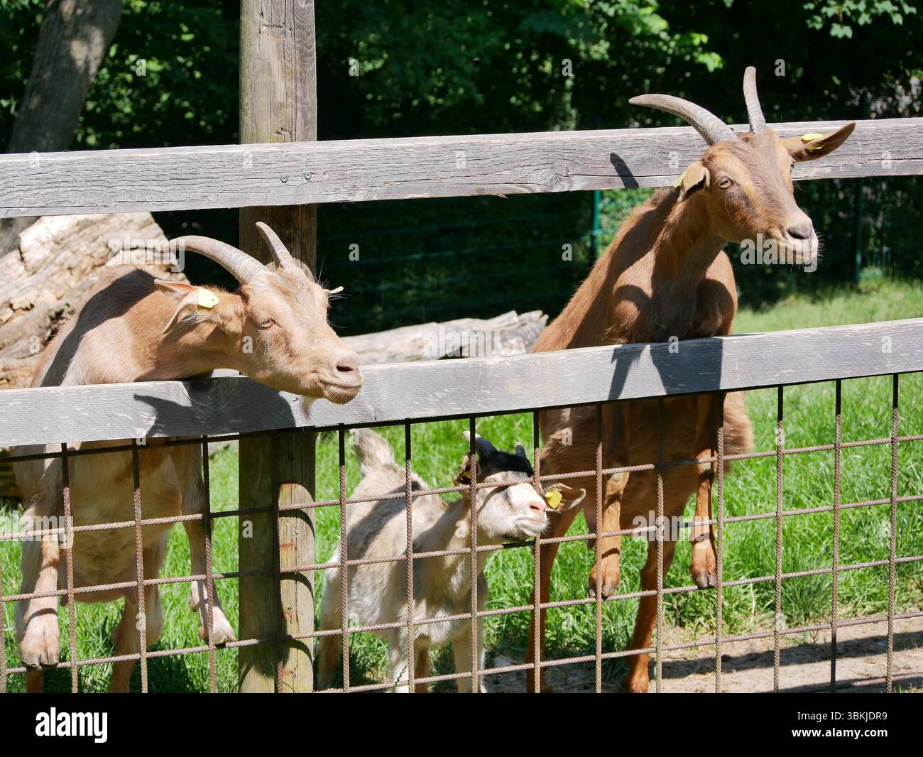 Three goats in a pen on a farm Stock Photo - Alamy